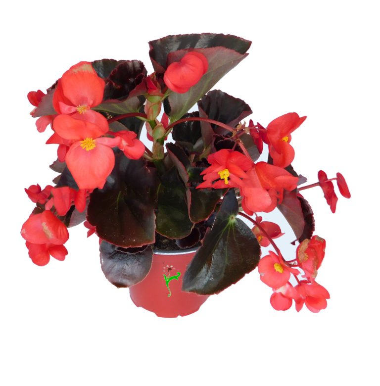 Begonia viking - Sierra Bella Viveros