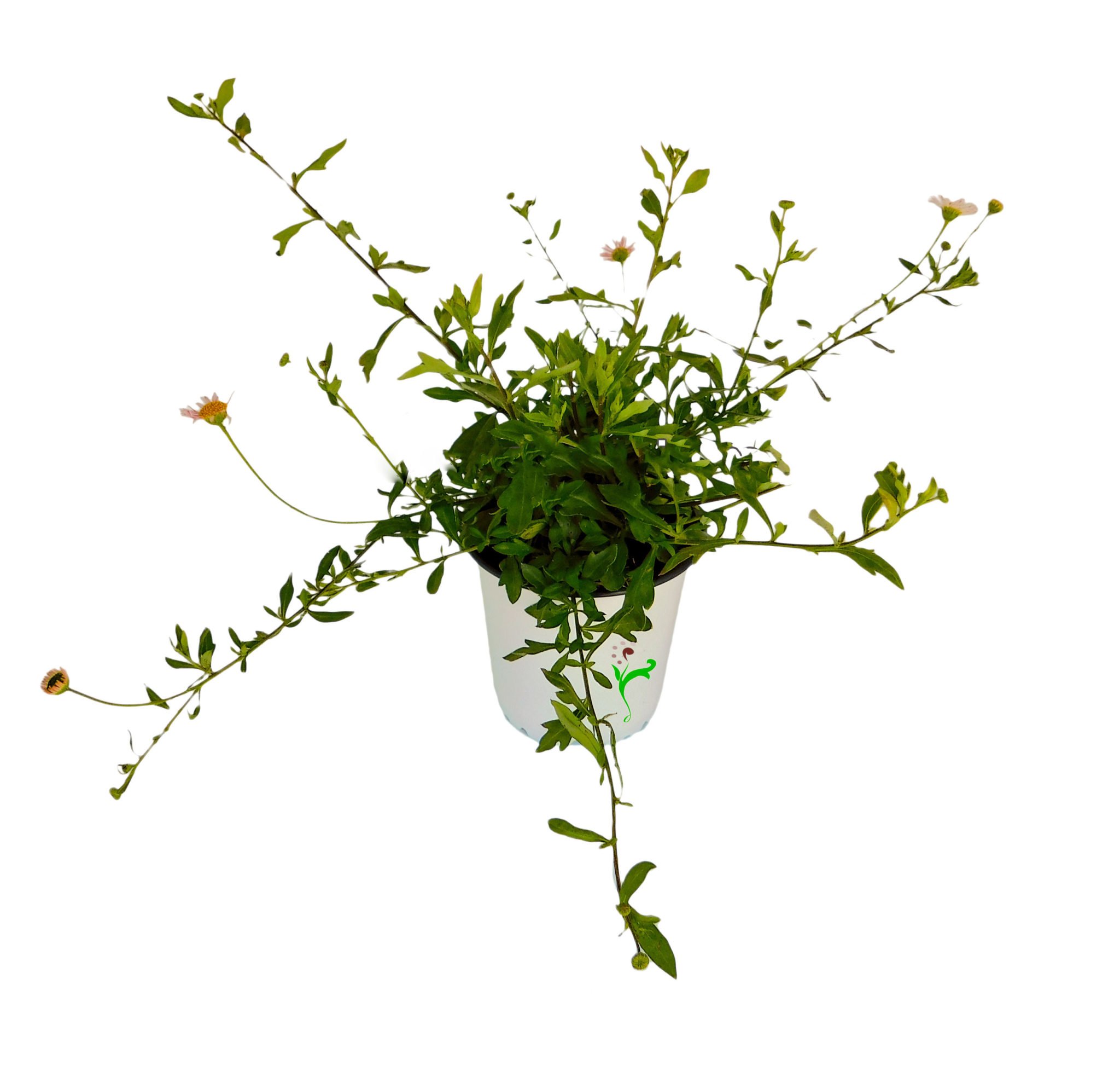 Hierba de Burro-planta de venta online- Sierra Bella Viveros