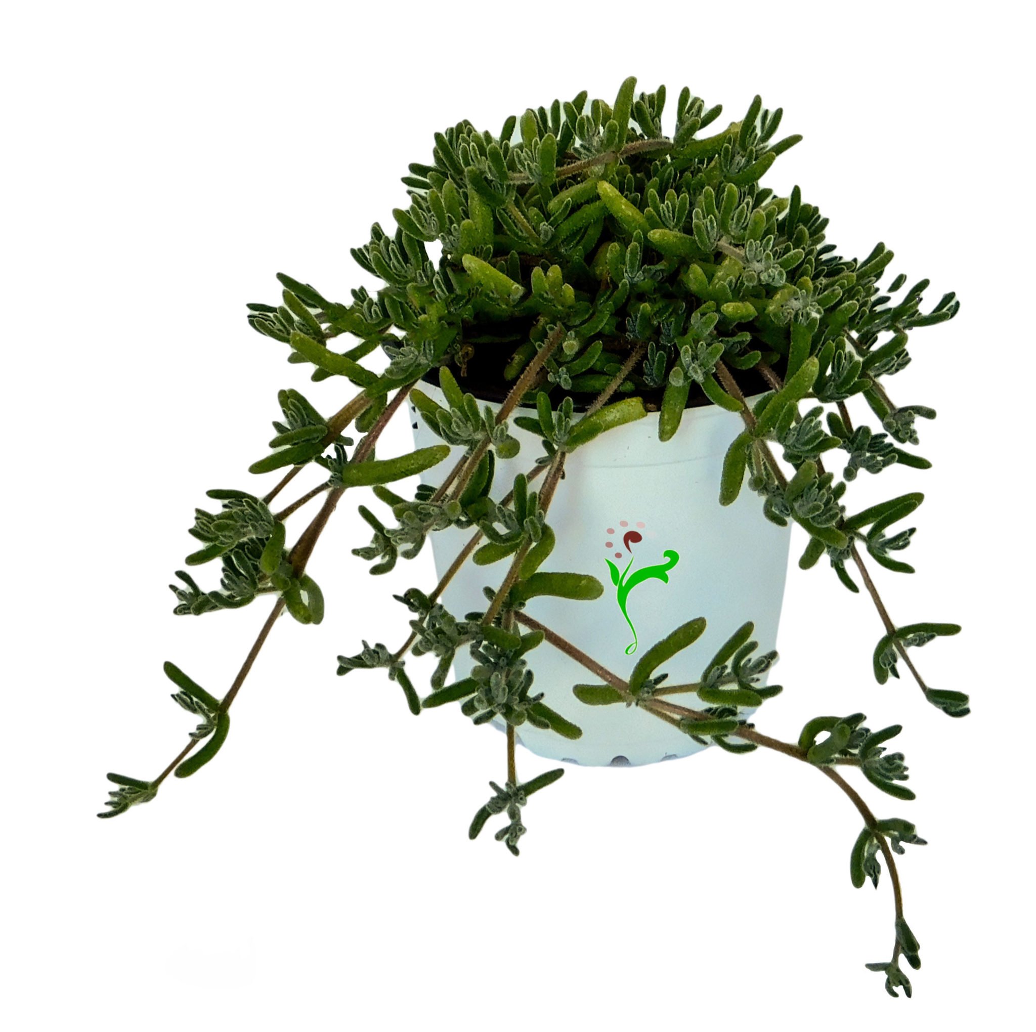 Planta de Arrocillo o Granulato