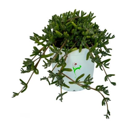 Planta de Arrocillo o Granulato