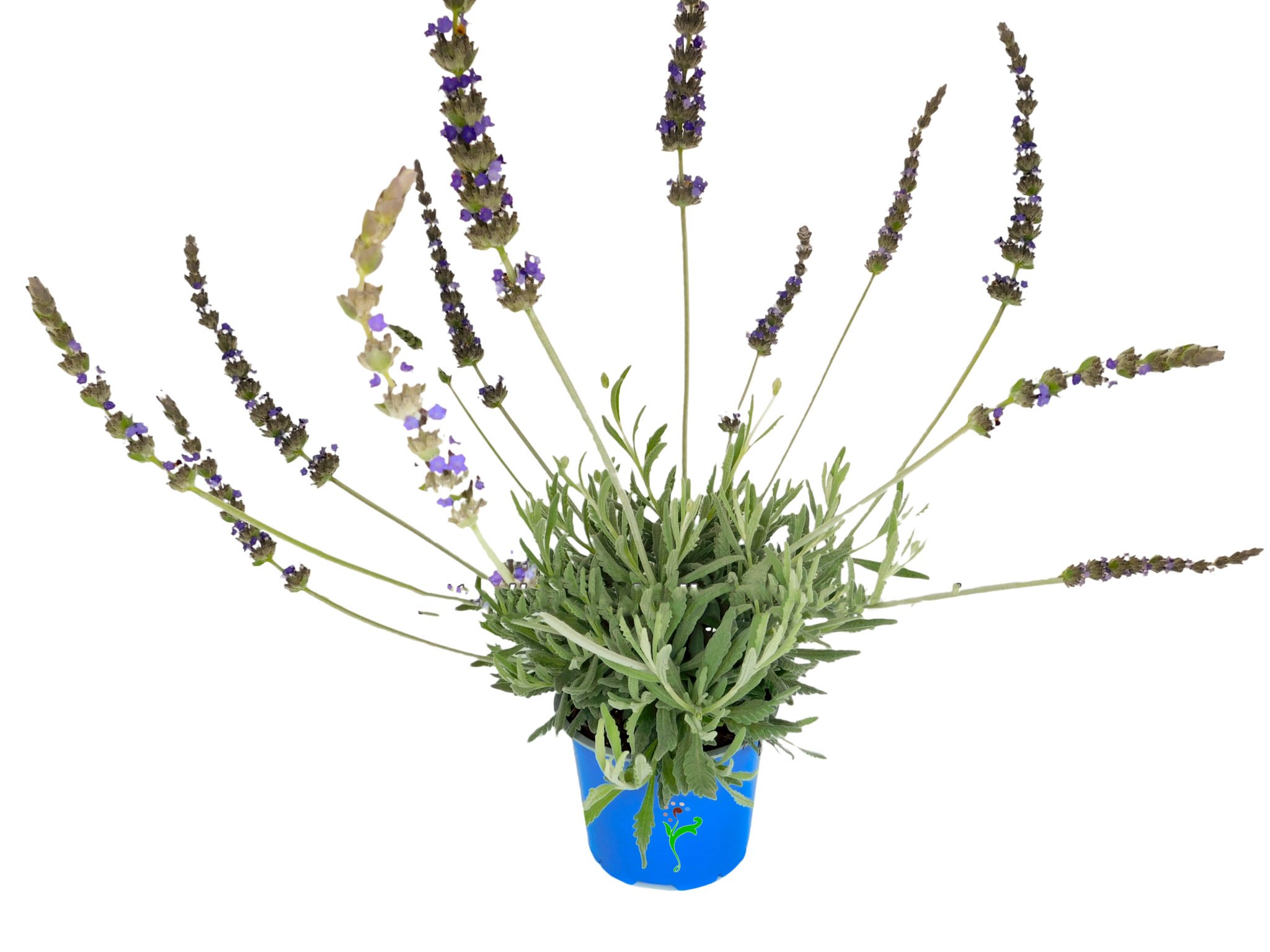 Lavanda-planta-comprar online- Sierra Bella Viveros Lavanda-planta-comprar online- Sierra Bella Viveros