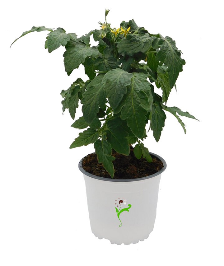 Tomate red robin (Solanum Iycopersicum) - Sierra Bella Viveros